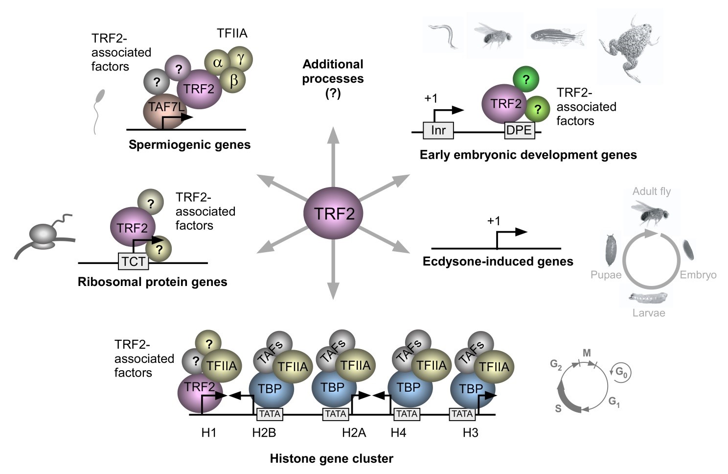 Research – Juven-Gershon Lab